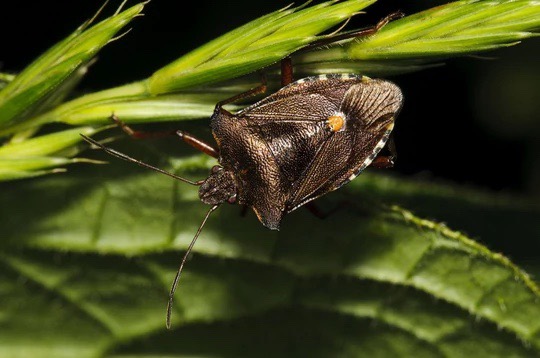 Počinje INVAZIJA smrdibuba a OVO je jedini način da i se jednom za sva ...