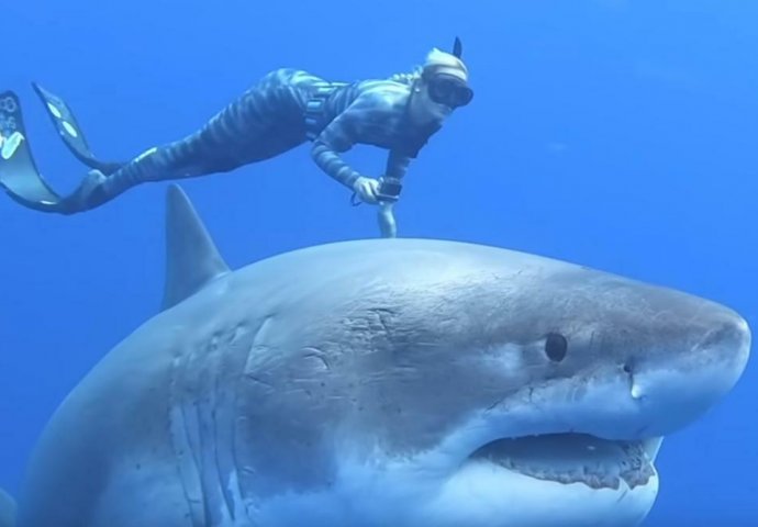 AJKULA JE GUTALA ŽIVOG RONIOCA: Uzvratio joj je UDARAC i onda je počela VELIKA BORBA ZA ŽIVOT ...