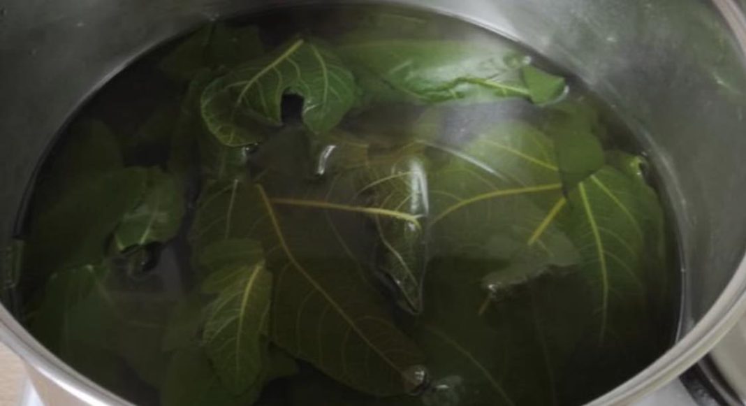 SMOKVIN LIST JE DAR OD BOGA: LIJEČENJE OZBILJNIH OBOLJENJA. PRIPREMA ...