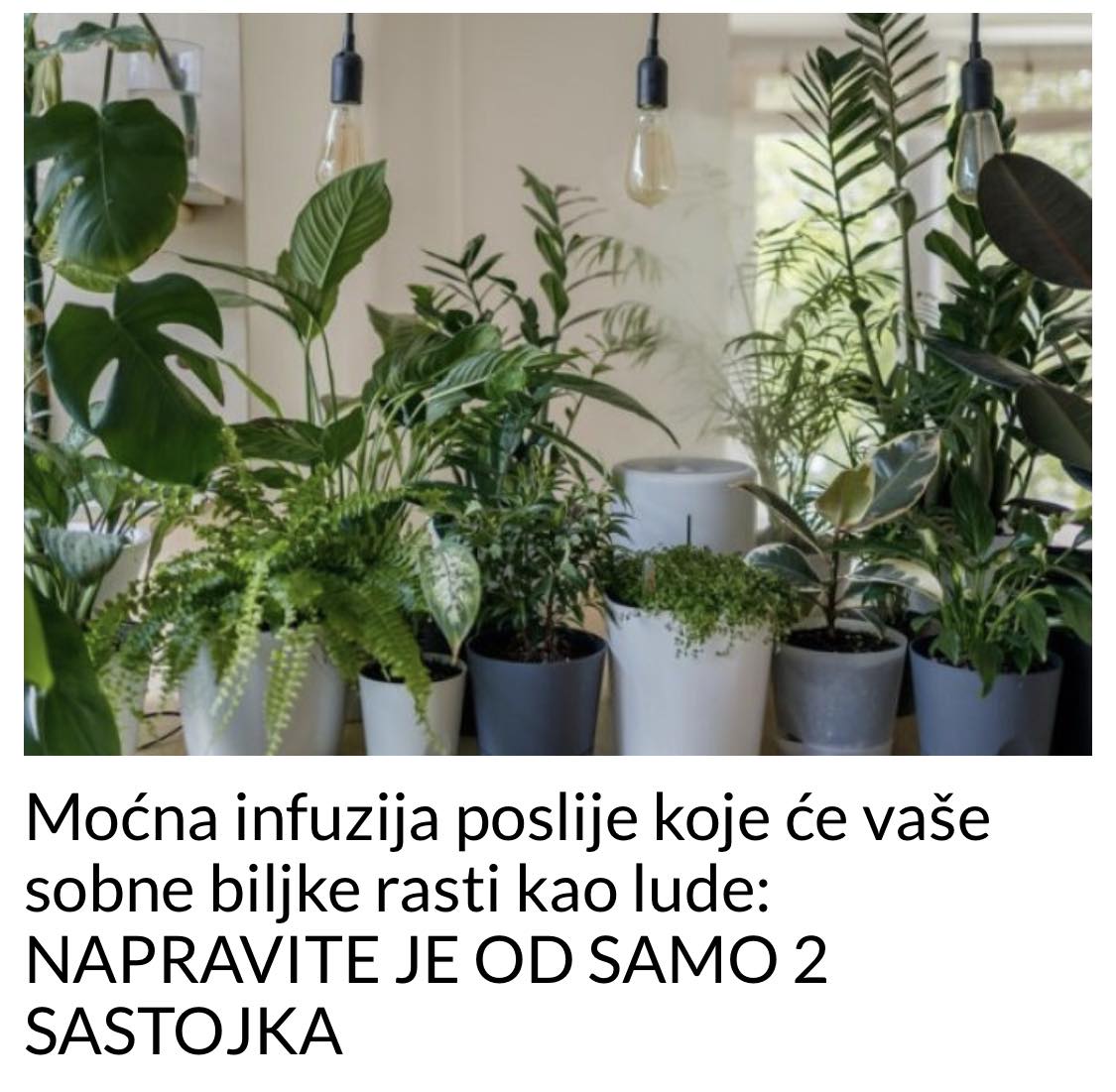 Moćna infuzija poslije koje će vaše sobne biljke rasti kao lude: NAPRAVITE JE OD SAMO 2 SASTOJKA
